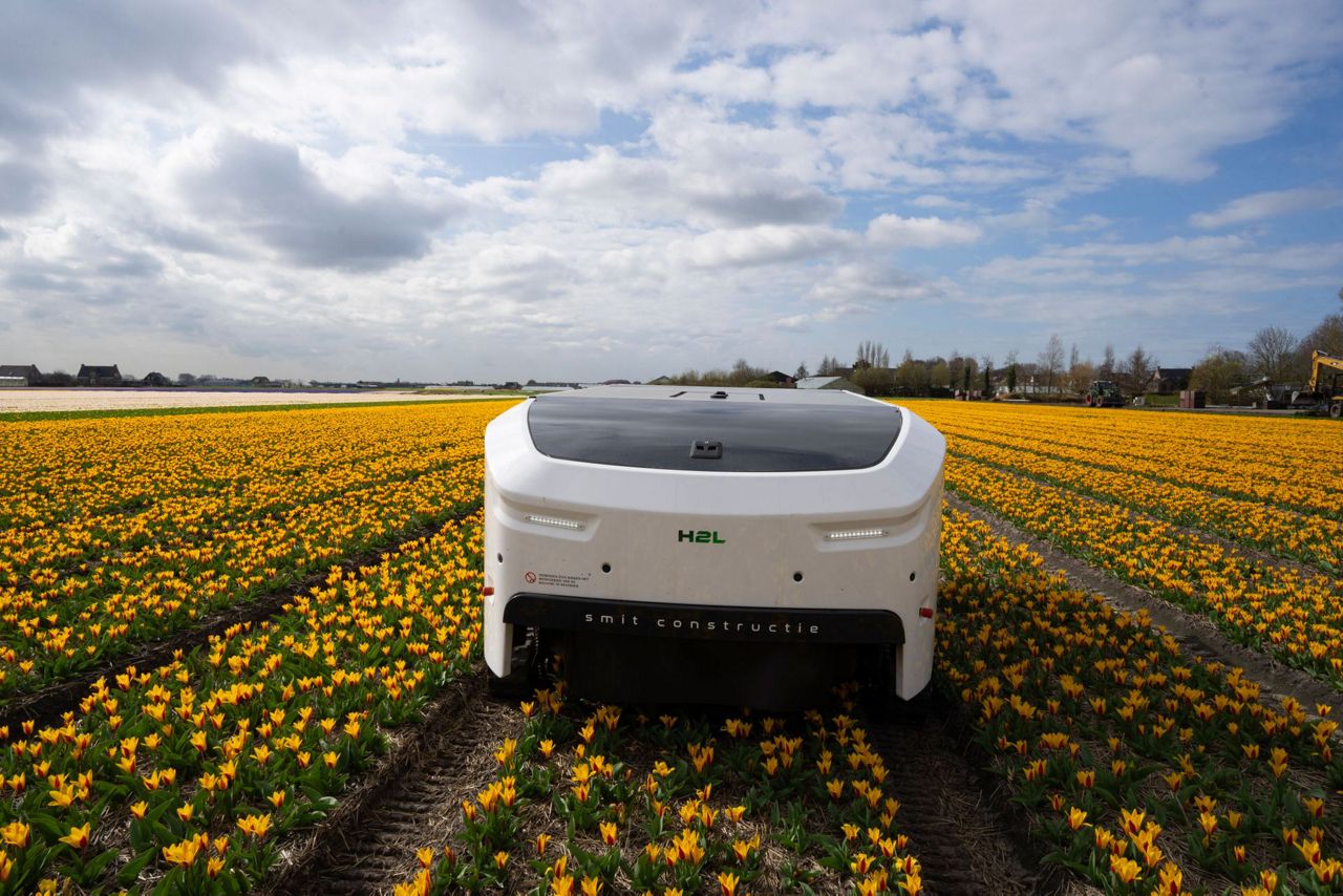 An AI robot is spotting sick tulips to slow the spread of disease ...