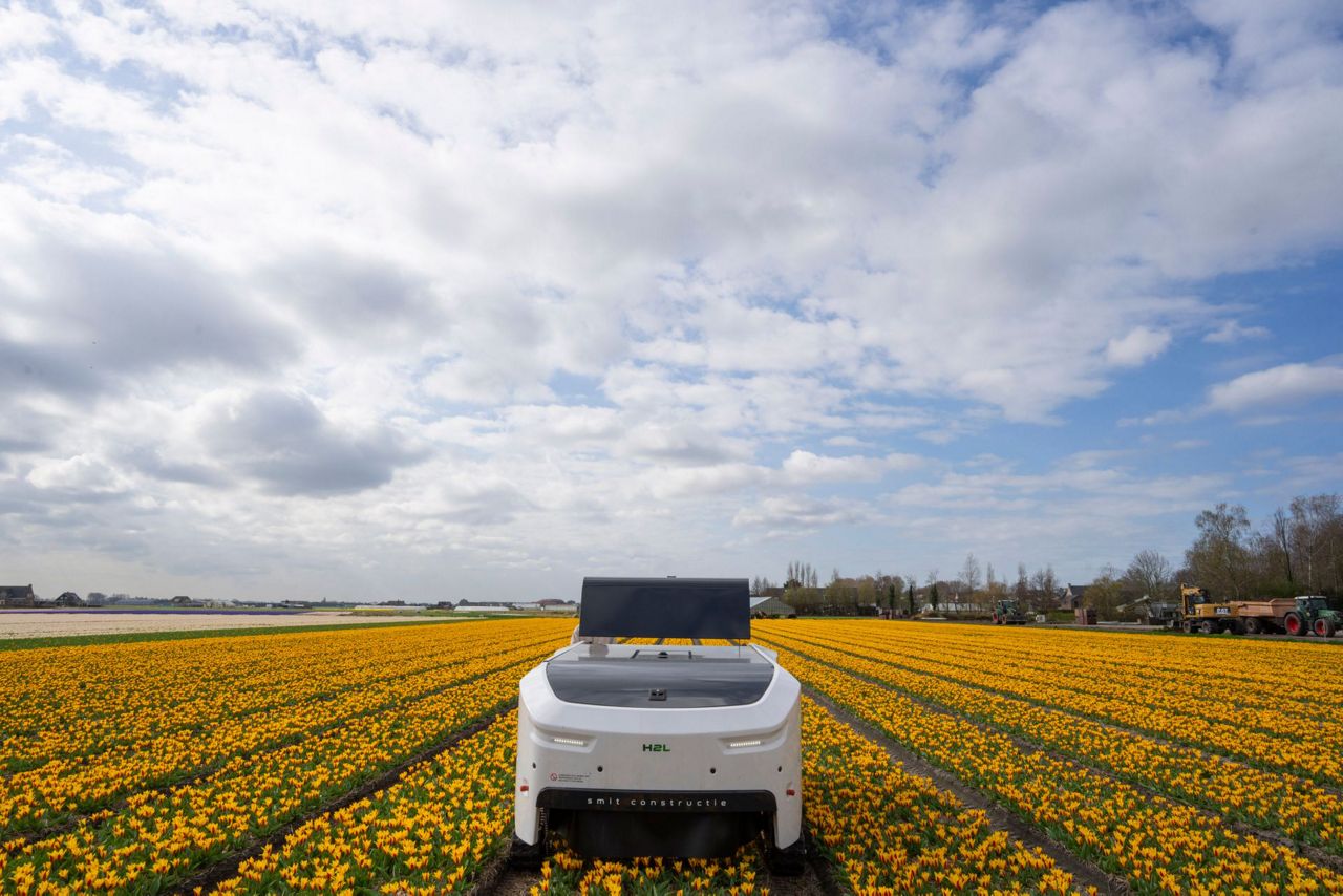 An AI robot is spotting sick tulips to slow the spread of disease ...