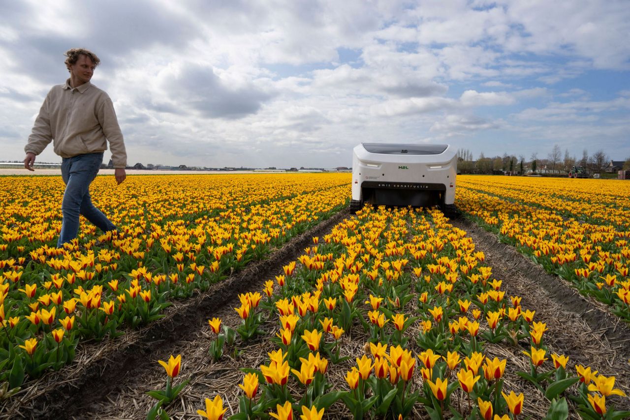 An AI robot is spotting sick tulips to slow the spread of disease ...