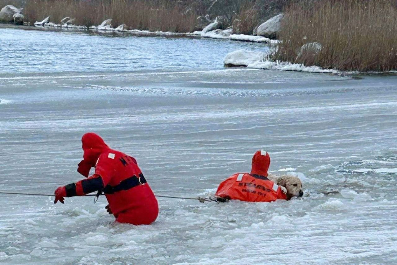 Rhode Island firefighters rescue a yellow Lab from an icy pond on New ...