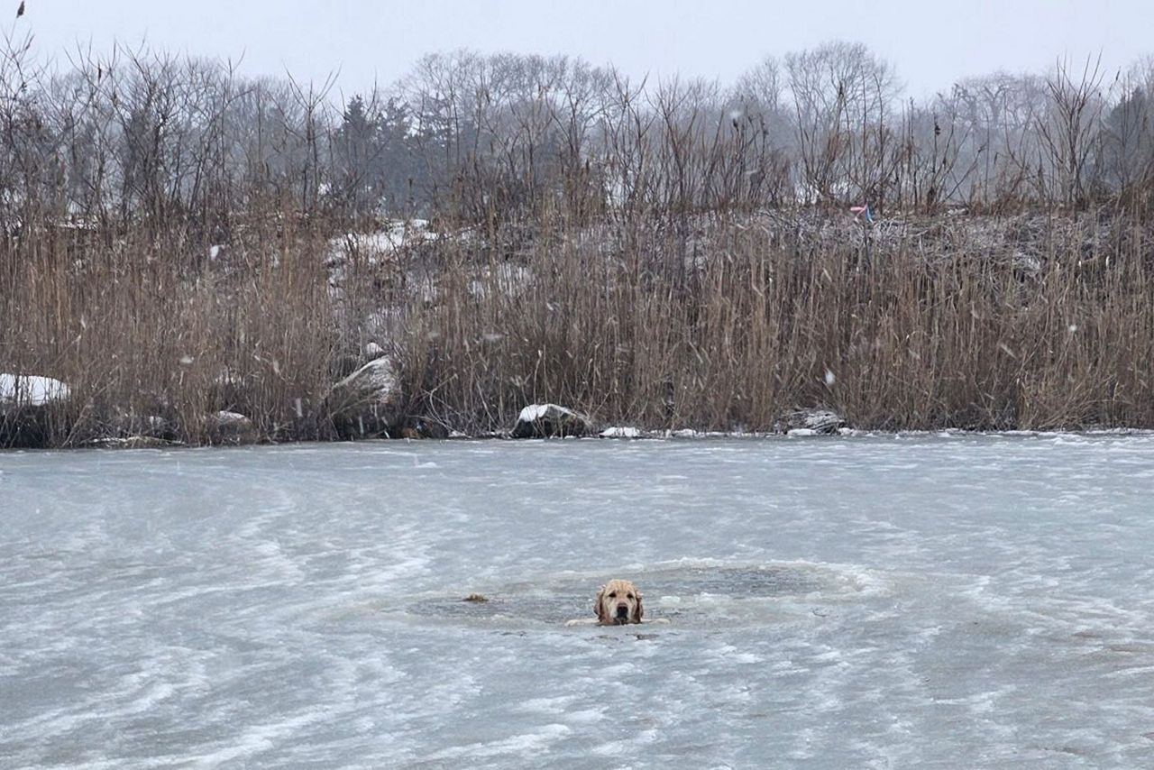 Rhode Island firefighters rescue a yellow Lab from an icy pond on New ...