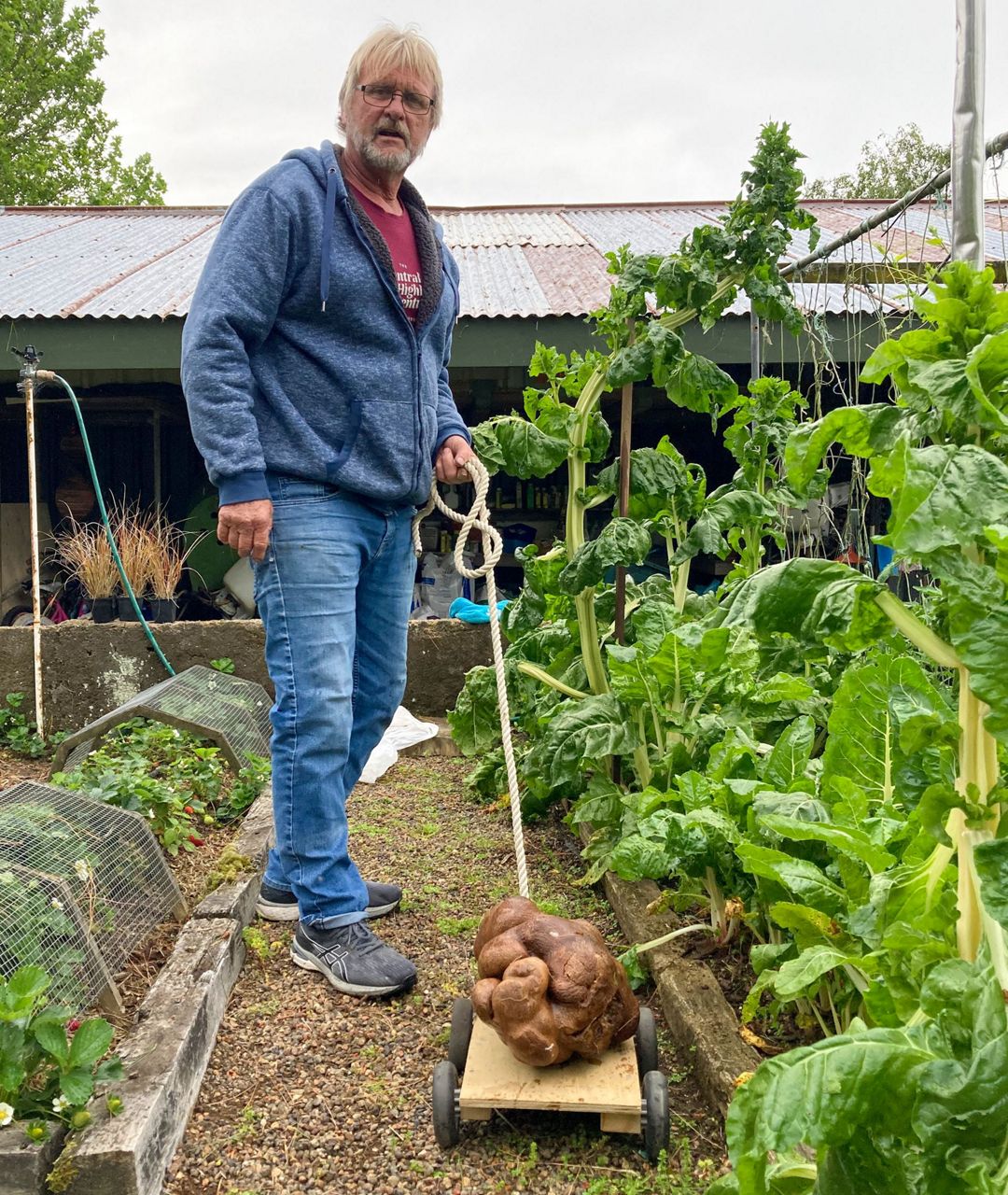 Doug the ugly New Zealand potato could be world's biggest