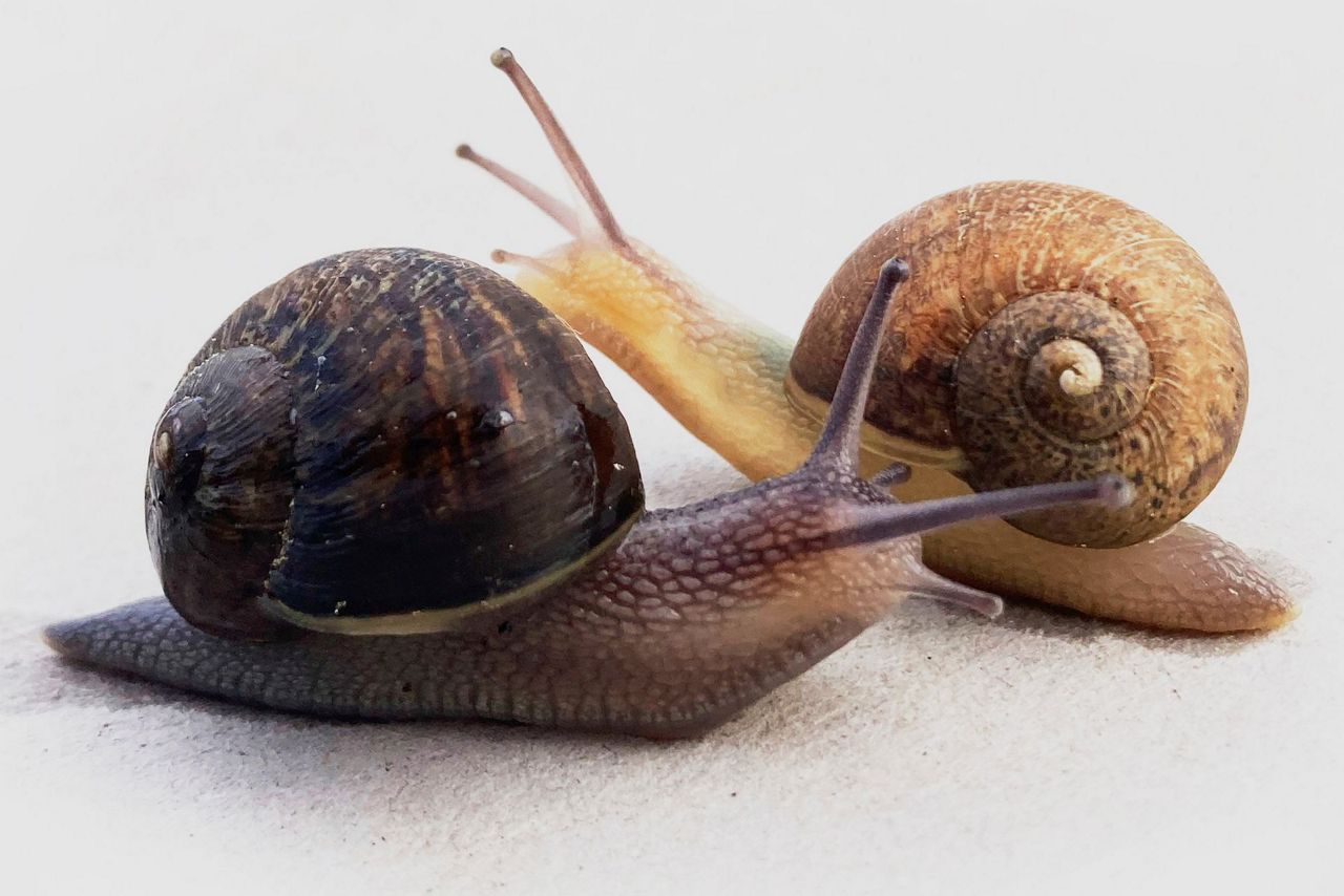 Ned the snail has looks, patience and absolutely no luck in love