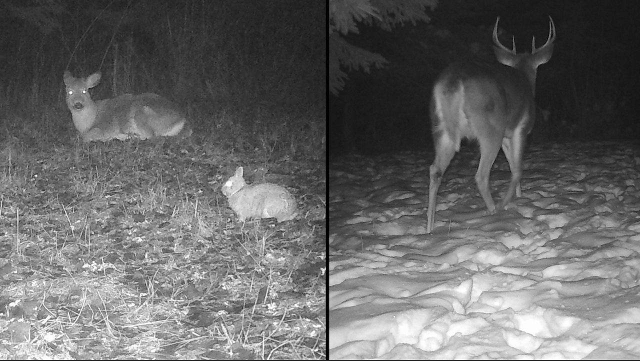 Trail cam network captures Wisconsin wildlife