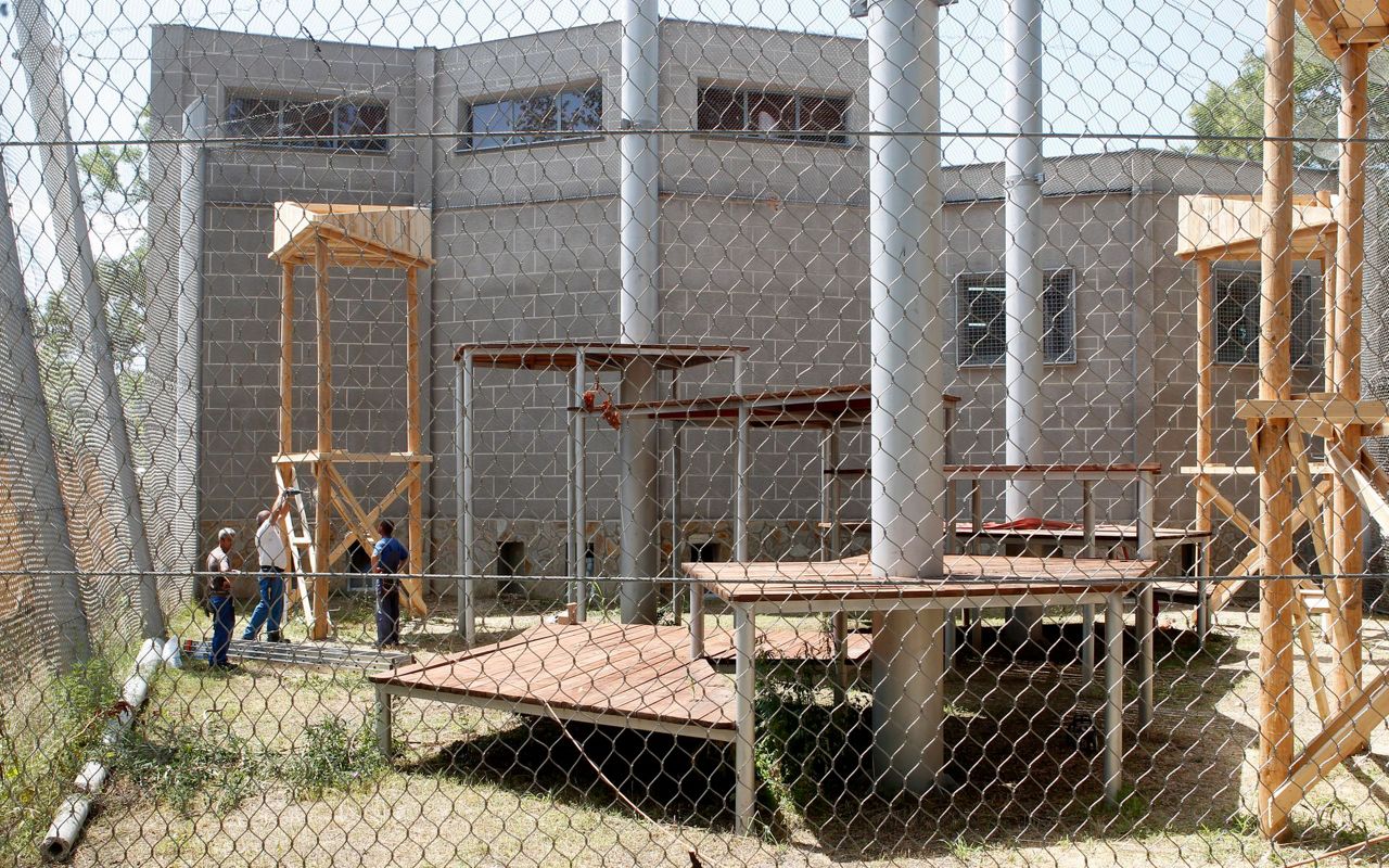 Skopje zoo's chimp returns after recovering from depression