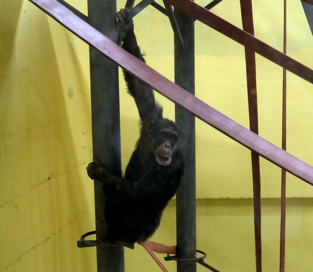 Skopje zoo's chimp returns after recovering from depression