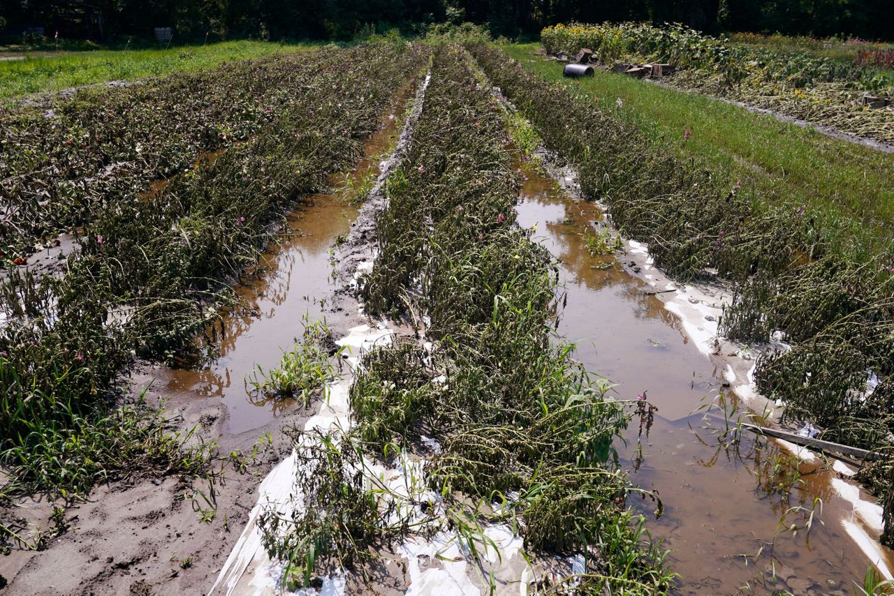 Northeast floods devastate 'heartbroken' farmers as months of labor and ...
