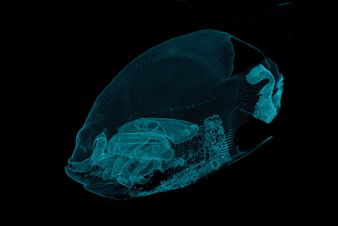 Fish with a funny float gets a CT scan at the Denver Zoo