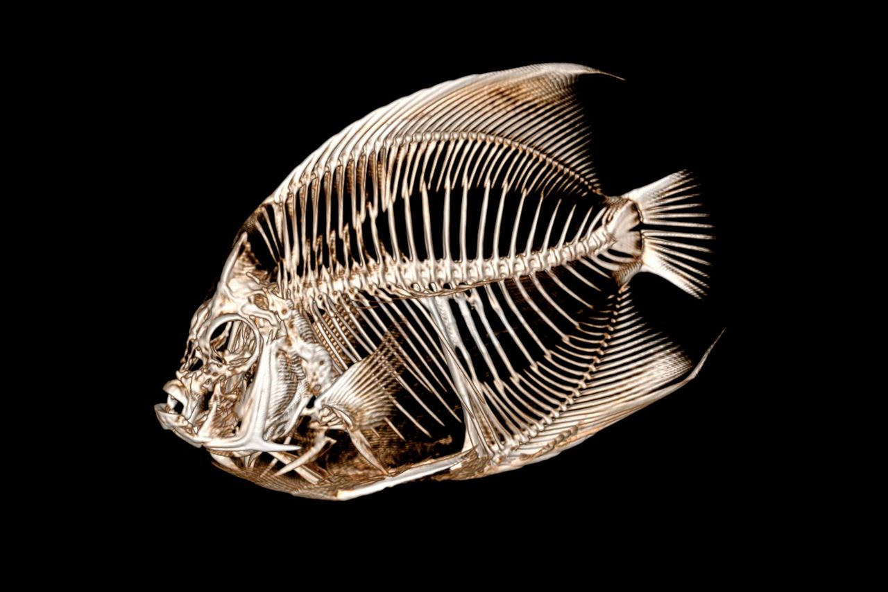 Fish with a funny float gets a CT scan at the Denver Zoo