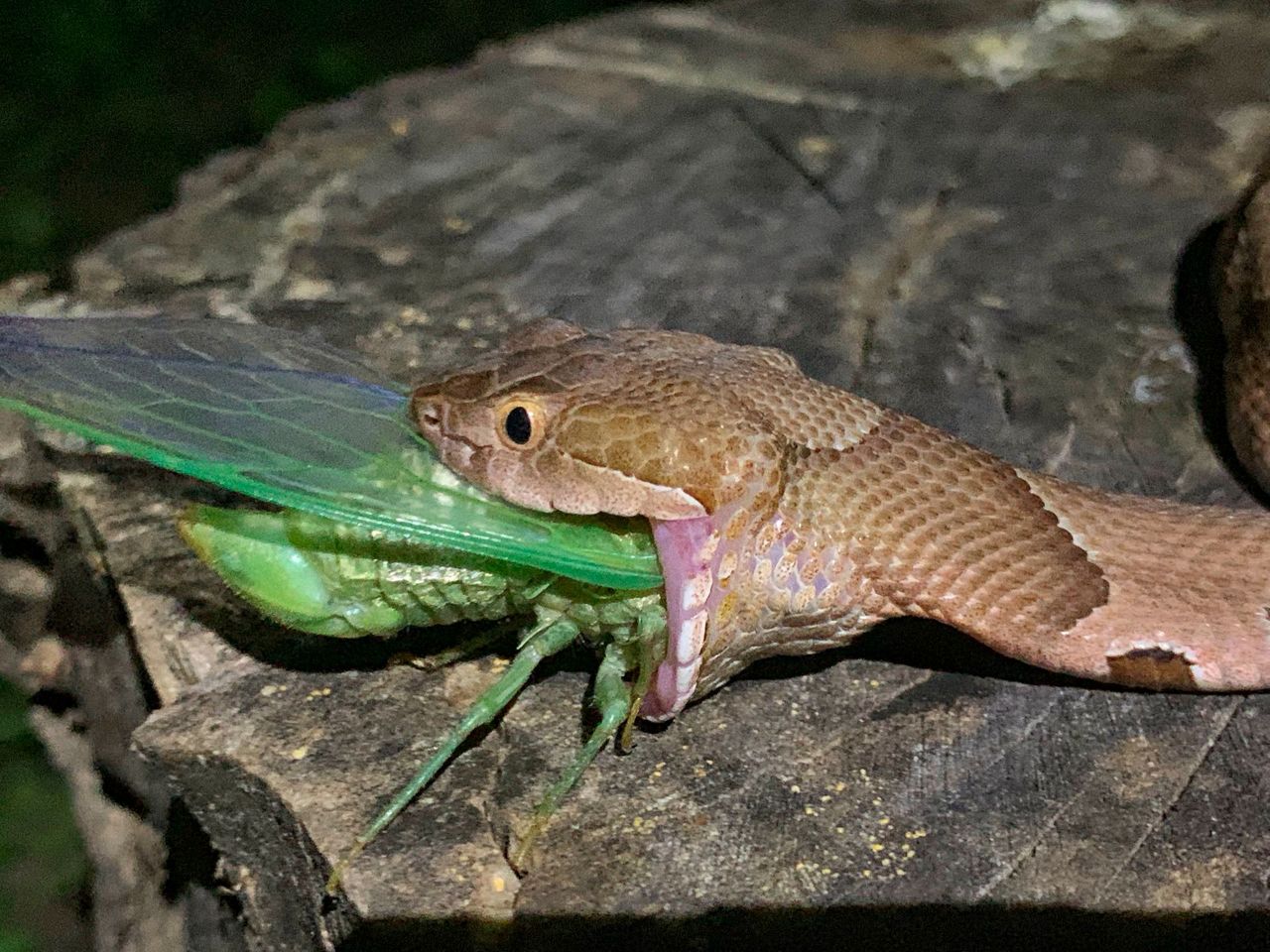 Gulp! Arkansas photographer snaps images of snake eating bug