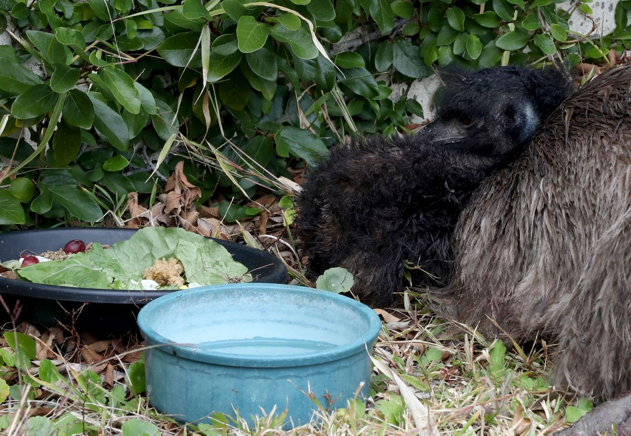 Police capture pair of runaway emus in coastal Texas