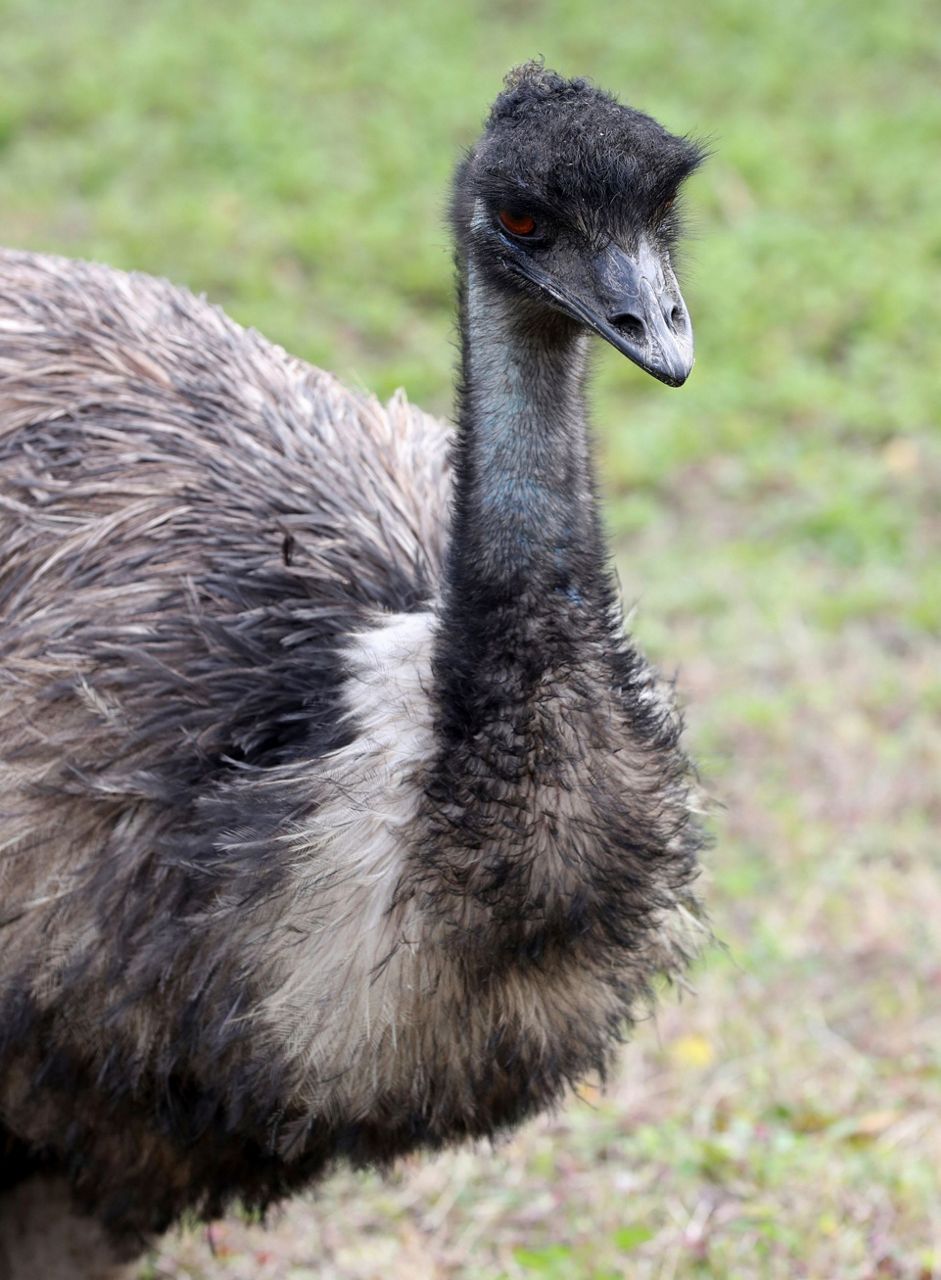 Police capture pair of runaway emus in coastal Texas