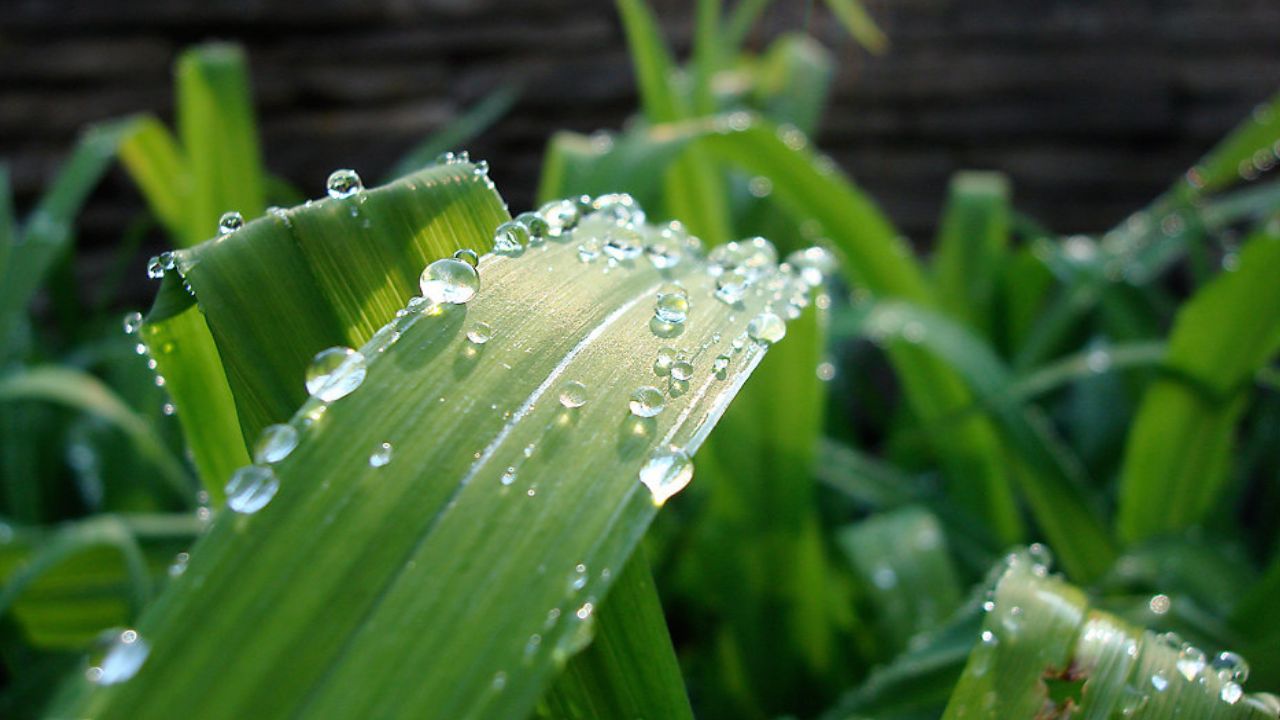 Weather Explained: Understanding the dew point