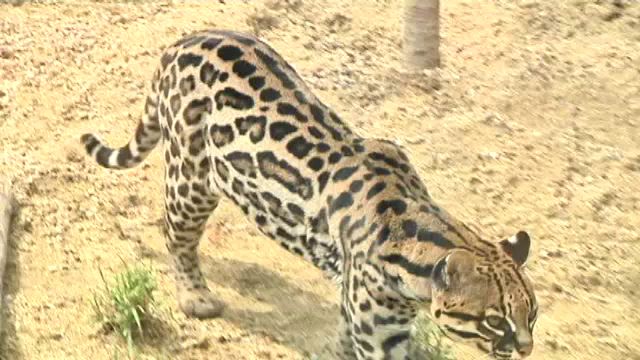 Ocelots Move Outside at the NC Zoo