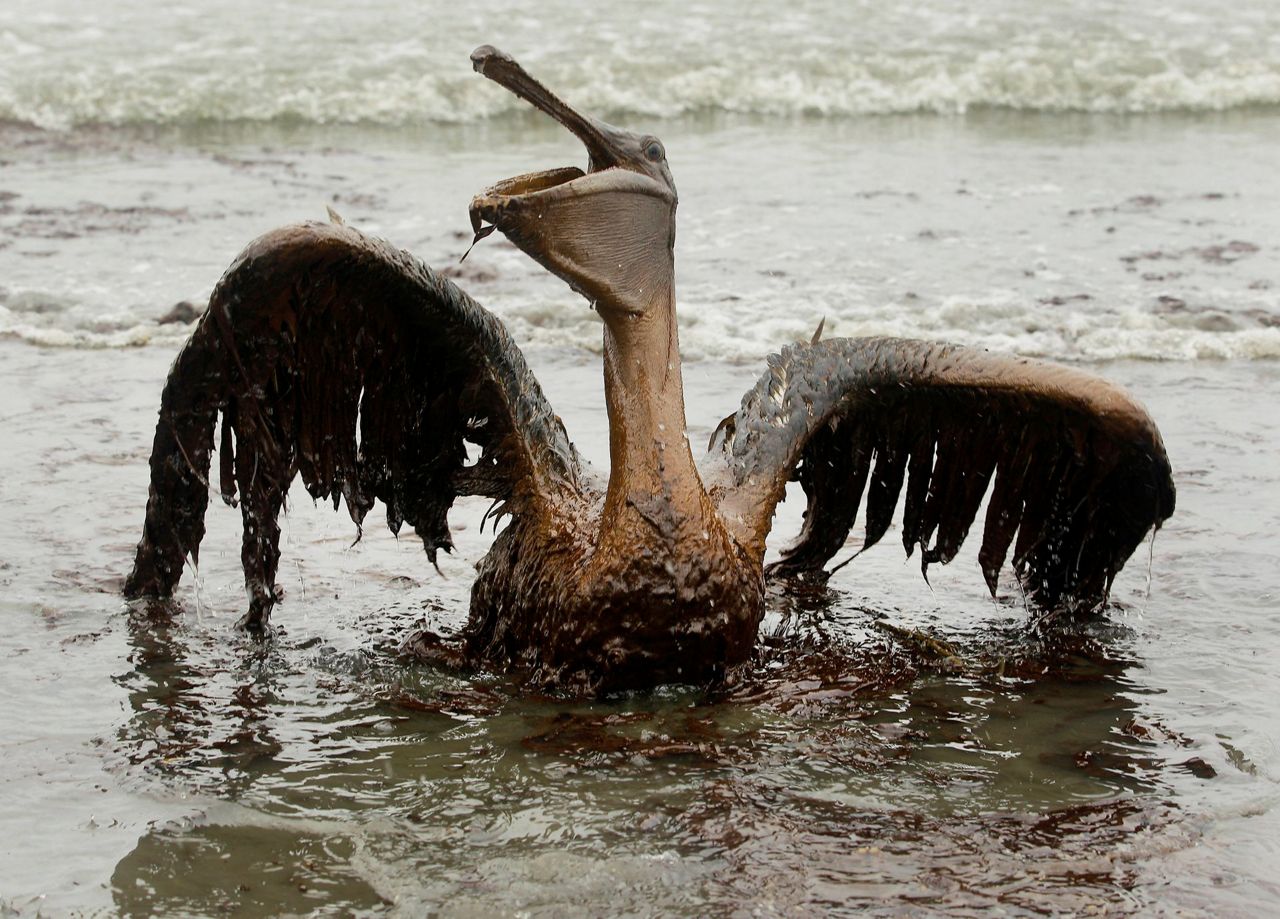 Wildlife group: Gulf oil spill still affecting wildlife