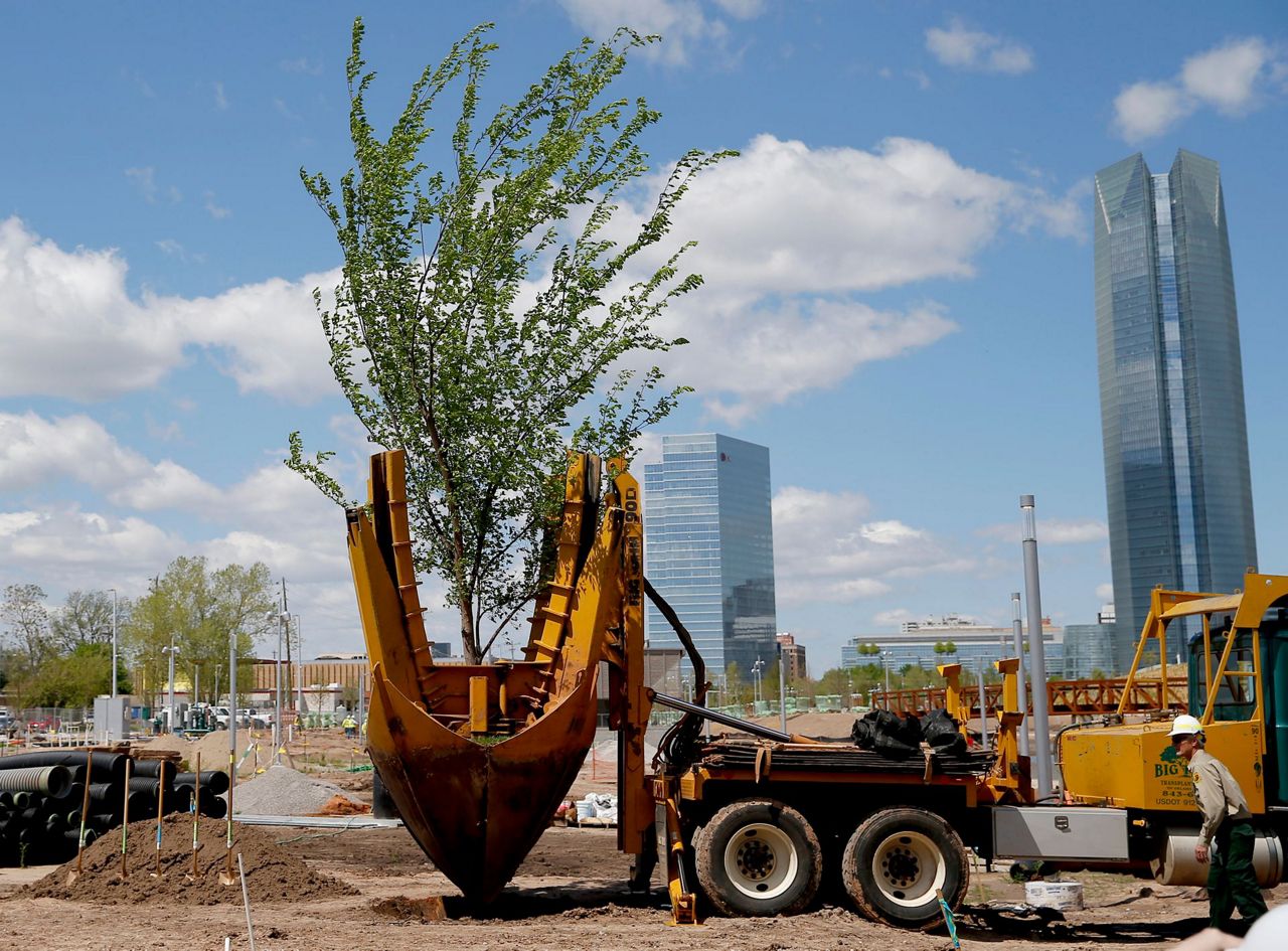 Oklahoma City bombing 'Survivor Tree' DNA to live on