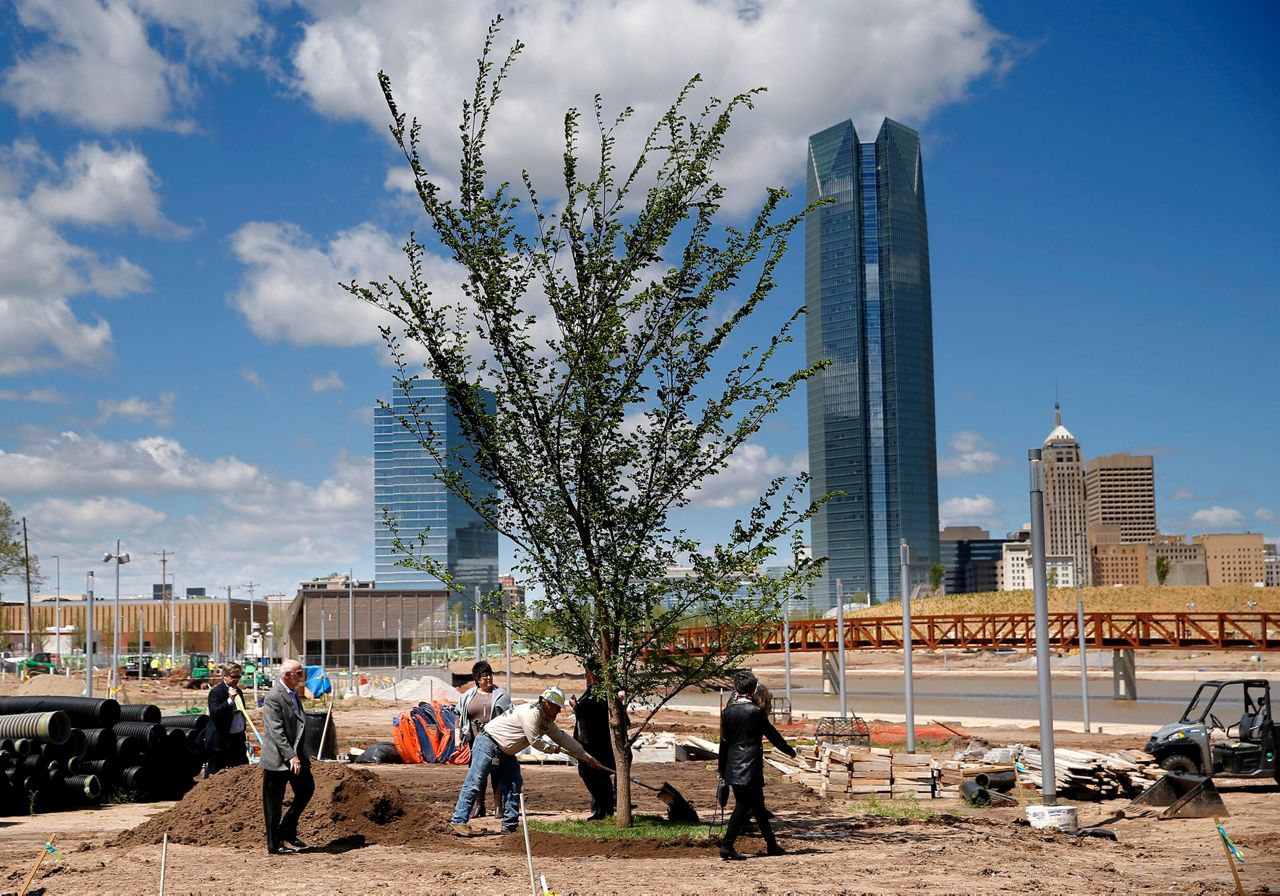 Oklahoma City bombing 'Survivor Tree' DNA to live on