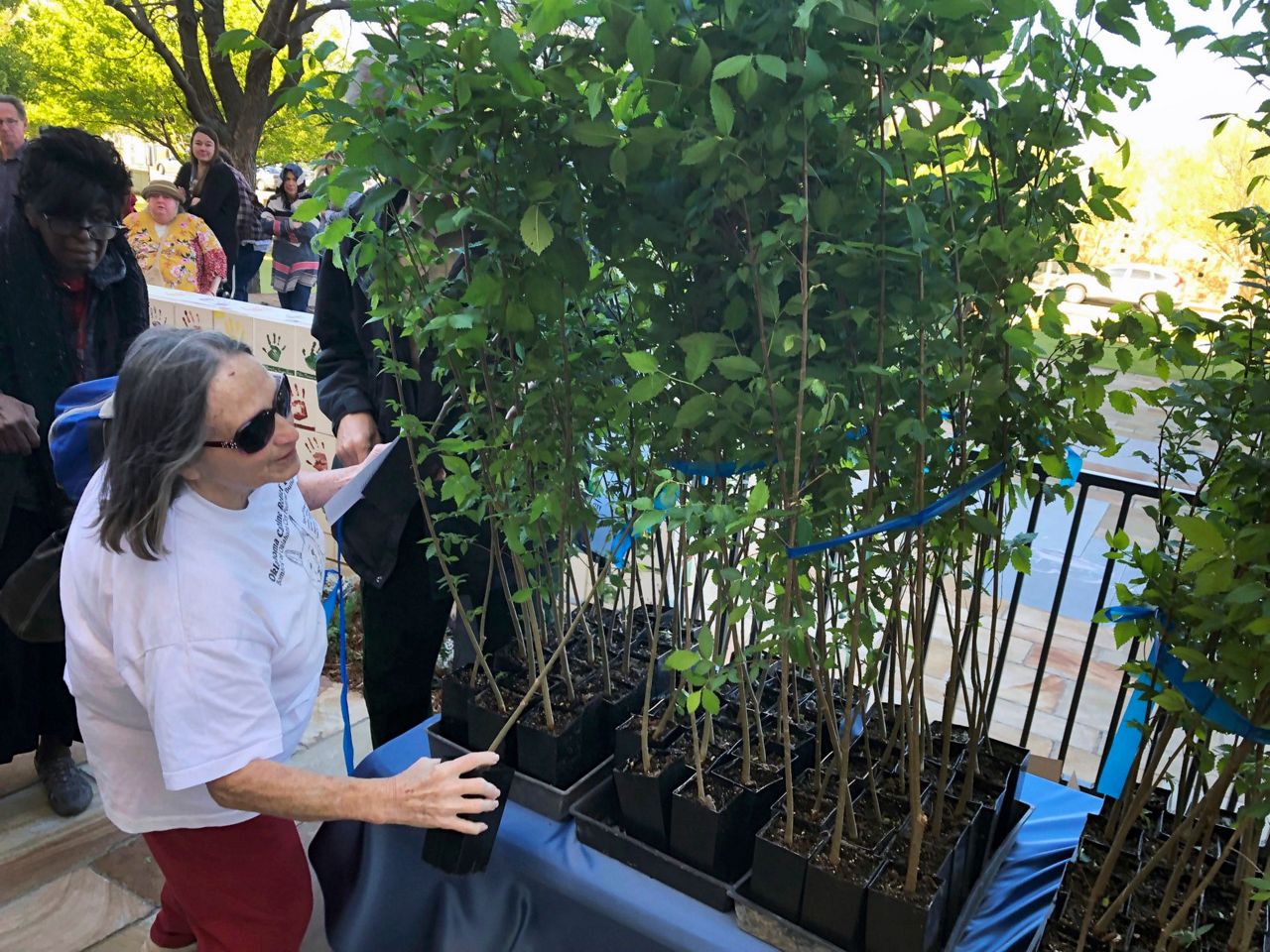 Oklahoma City bombing 'Survivor Tree' DNA to live on