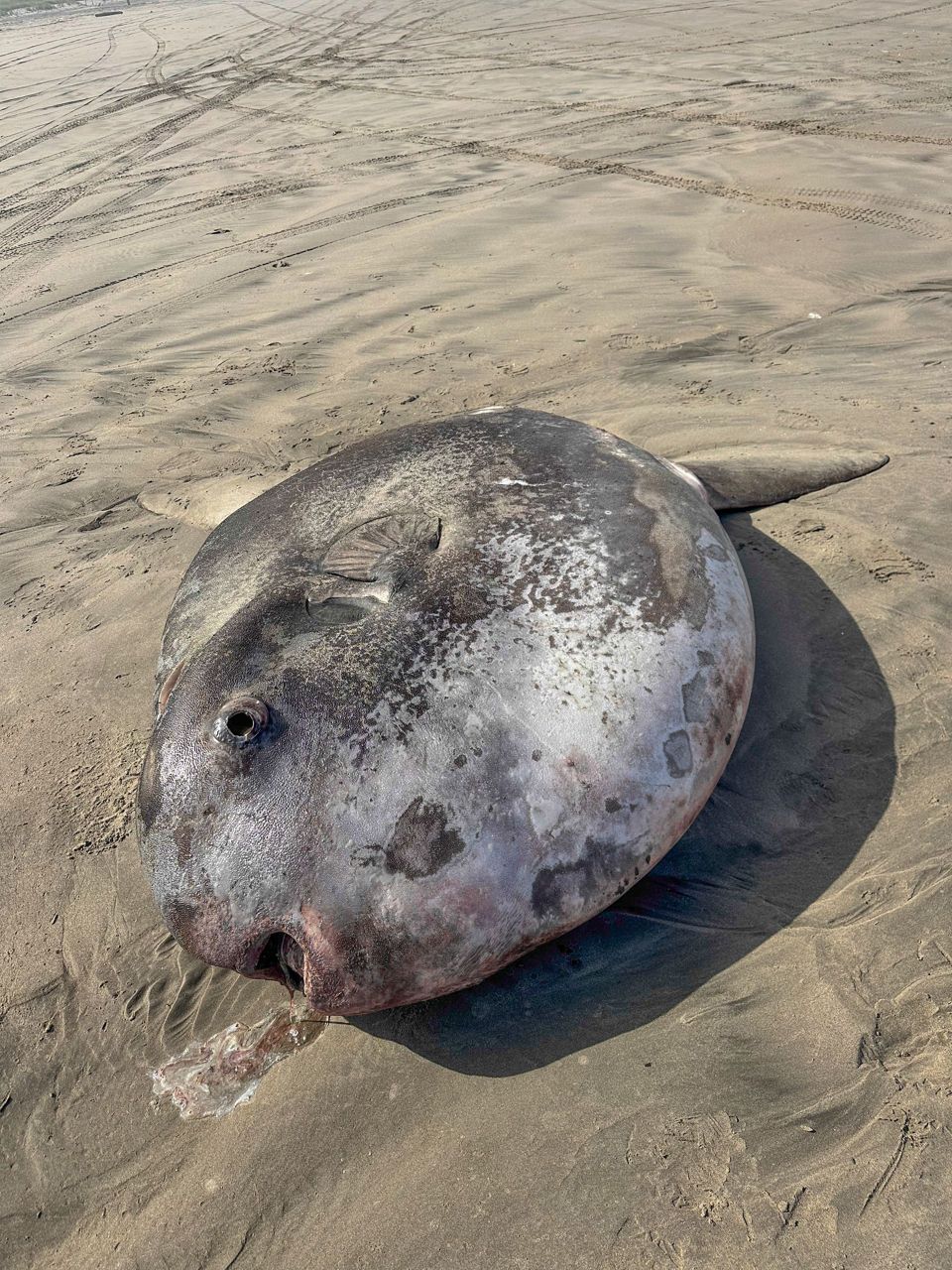 Rare 7-foot fish washed ashore on Oregon's coast garners worldwide ...