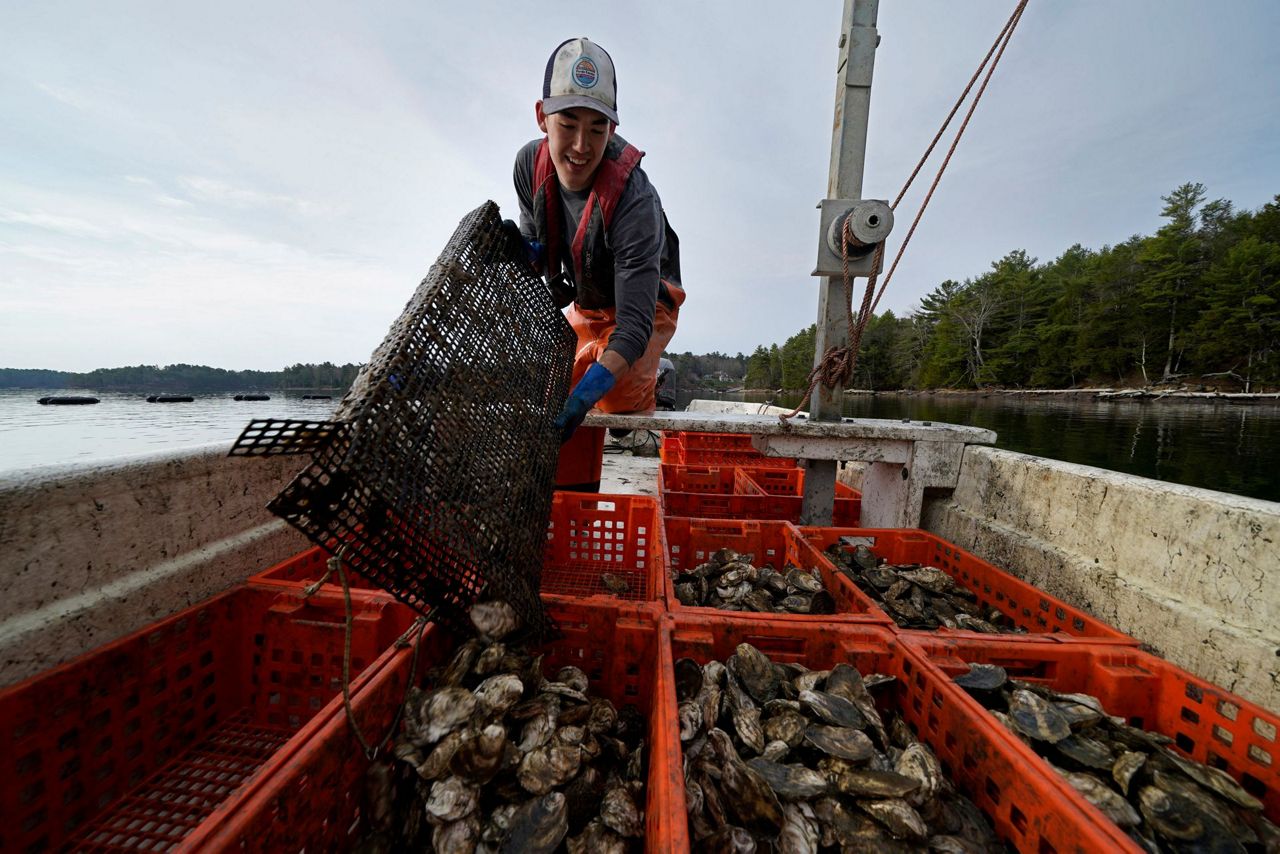Pandemic-hit oyster farmers turn to conservation to survive