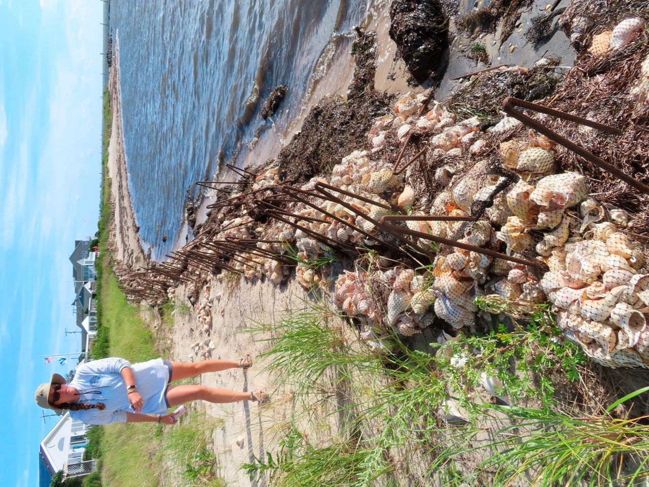 Tiny oysters play big role in stabilizing eroding shorelines