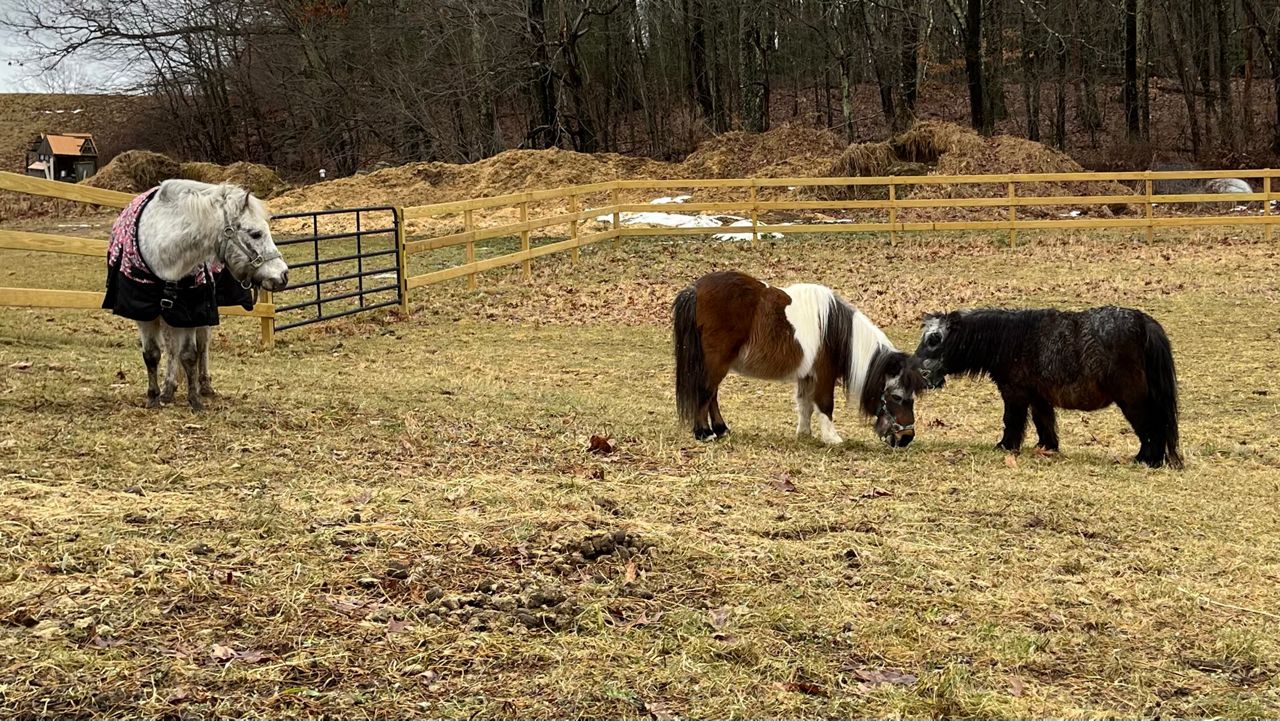 Field of Dreams in Paxton hopes horses can help people