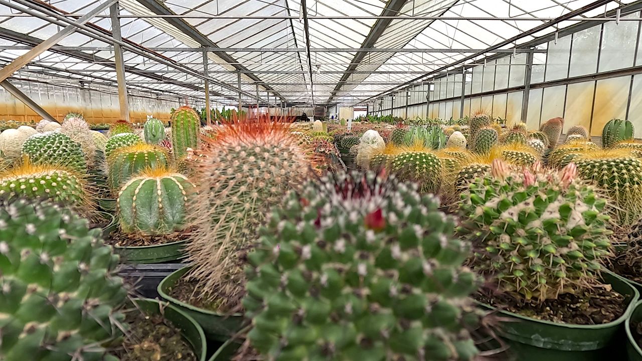 Apopka nursery grows thousands and welcomes cactus lovers