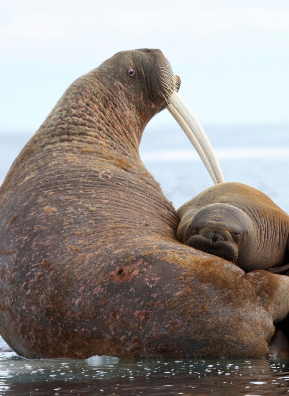 As sea ice melts, agency says harm to walruses not proven