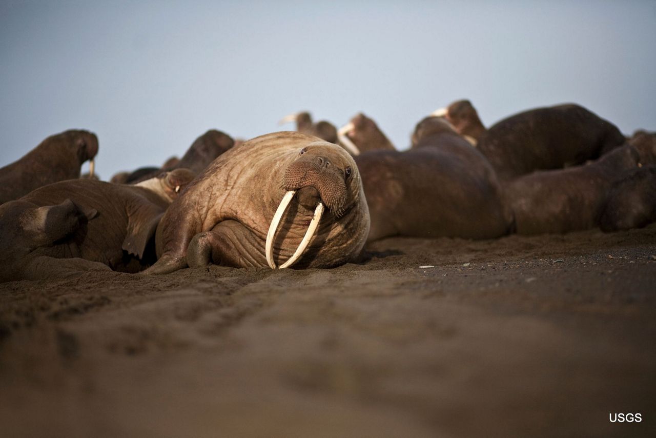 As sea ice melts, agency says harm to walruses not proven