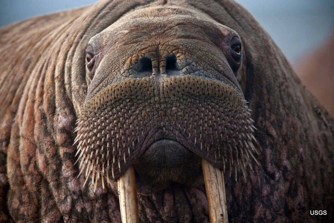 As sea ice melts, agency says harm to walruses not proven