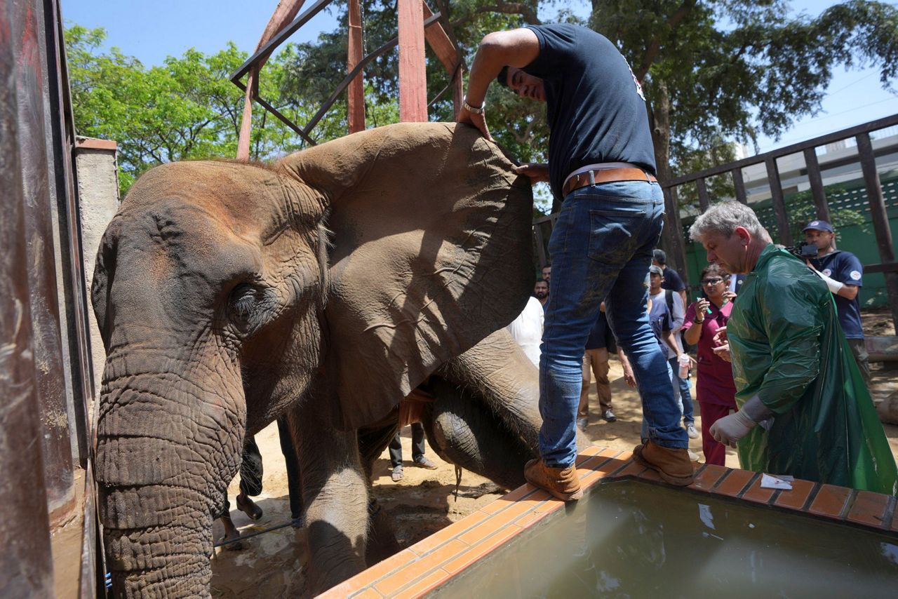 Foreign veterinarians save sick elephant at Pakistani zoo