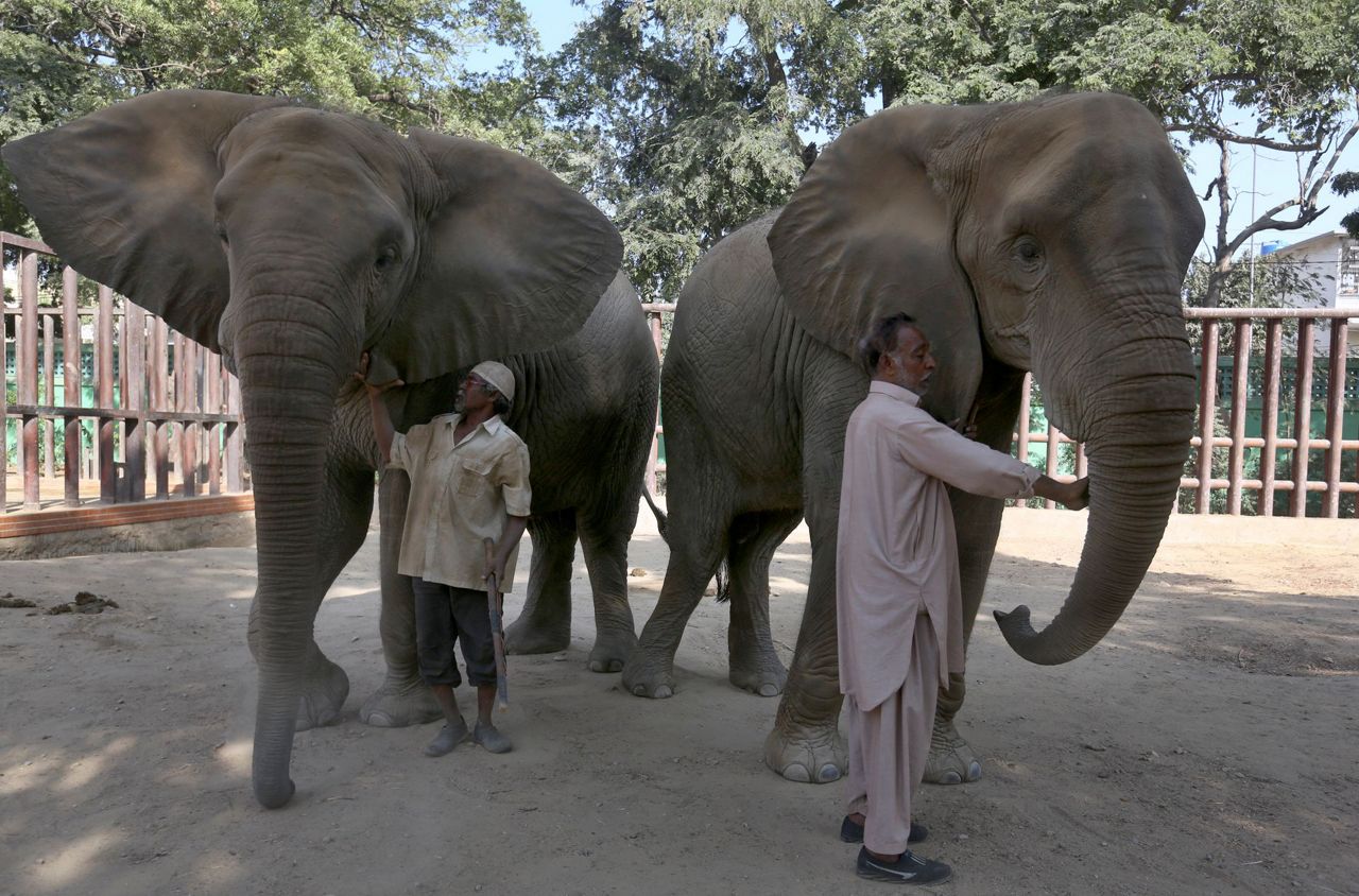 Vet calls for urgent medical care for elephants in Pakistan