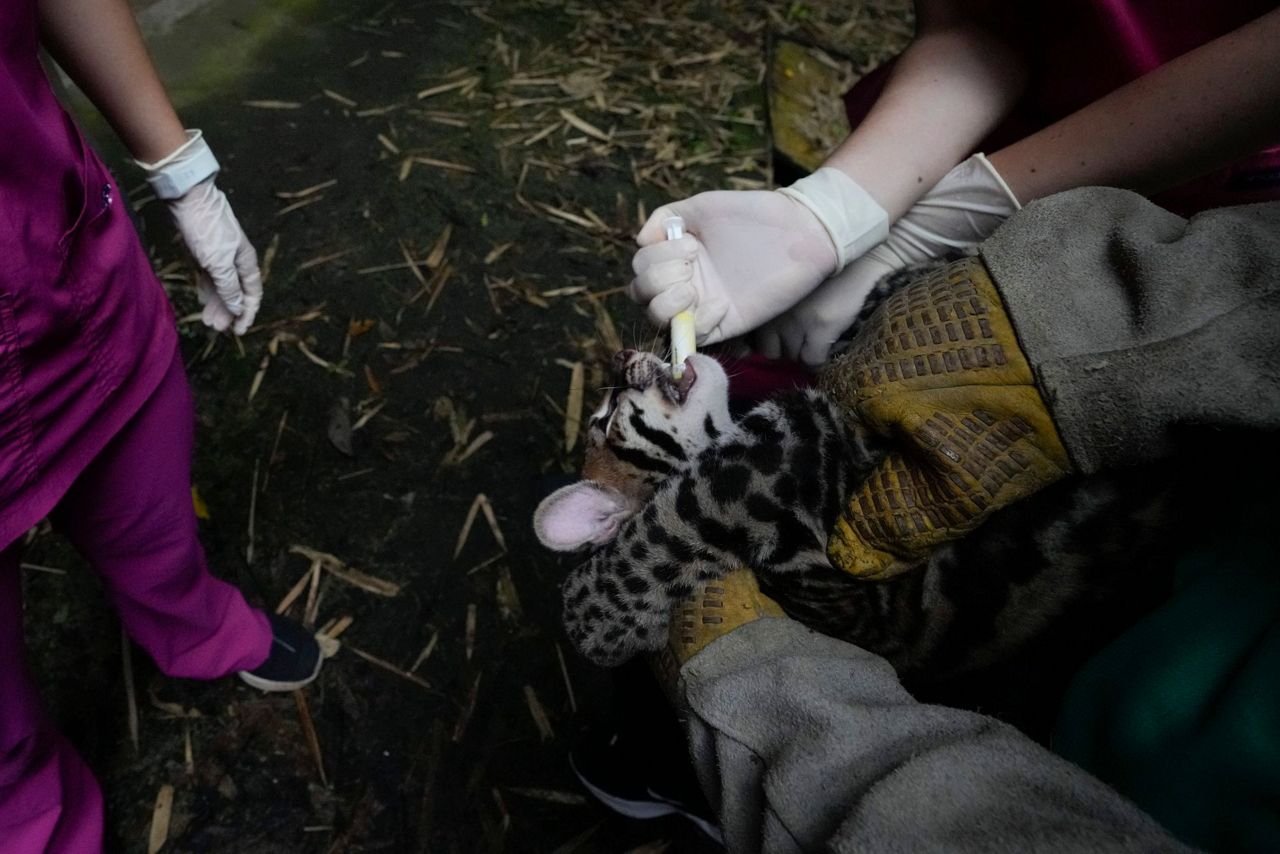 Panama confronts illegal trafficking of animals