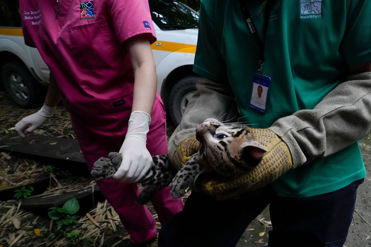 Panama confronts illegal trafficking of animals