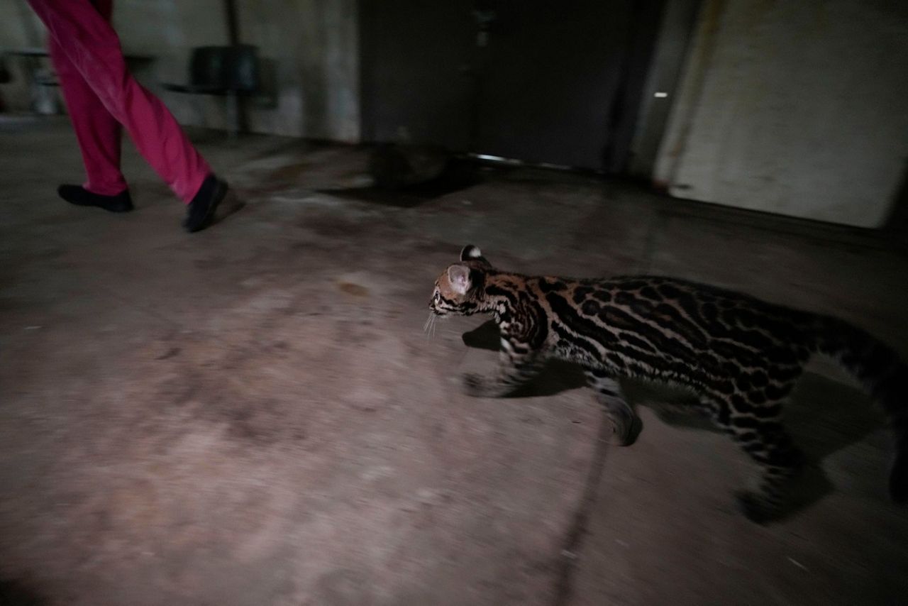 Panama confronts illegal trafficking of animals
