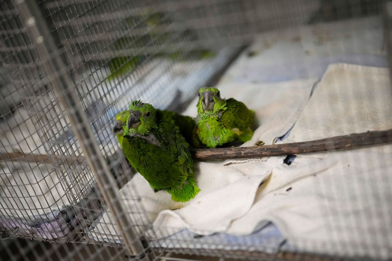 Chirping sounds lead airport officials to bag filled with smuggled ...