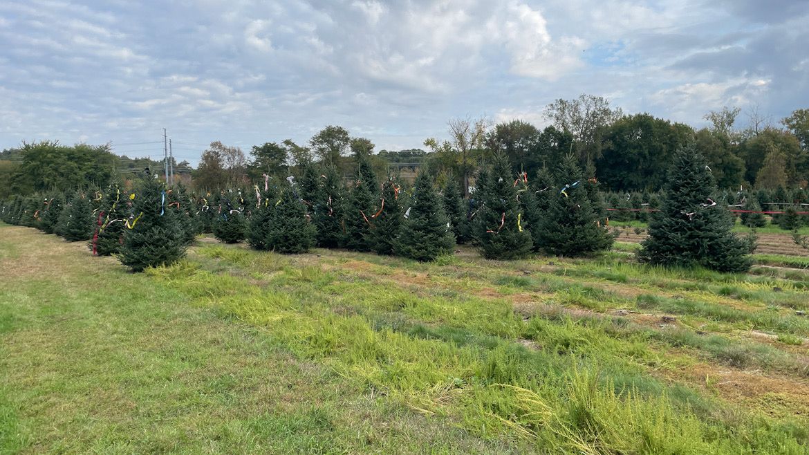 Paul Bunyan's Farm begins tree tagging season early