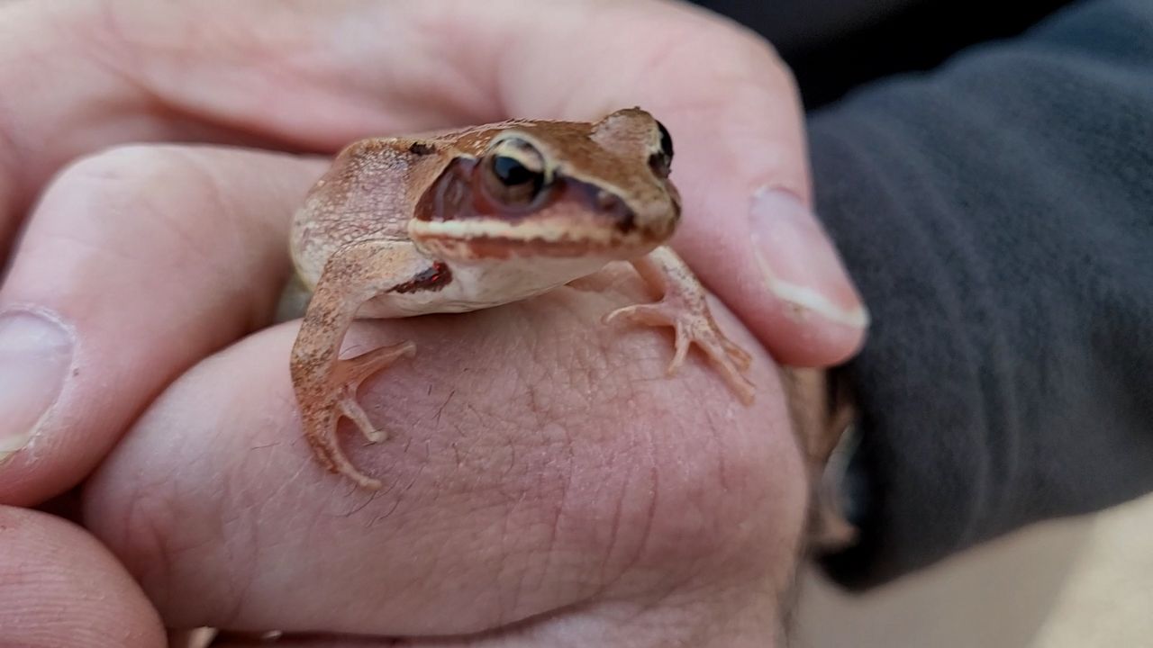 Exploring Ohio: Guided night hikes