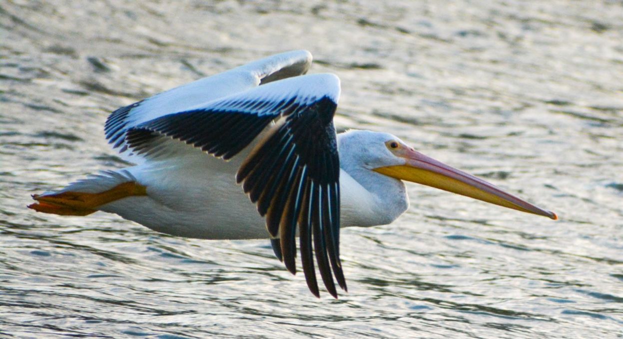 Pelly Pelican Jacobson Park