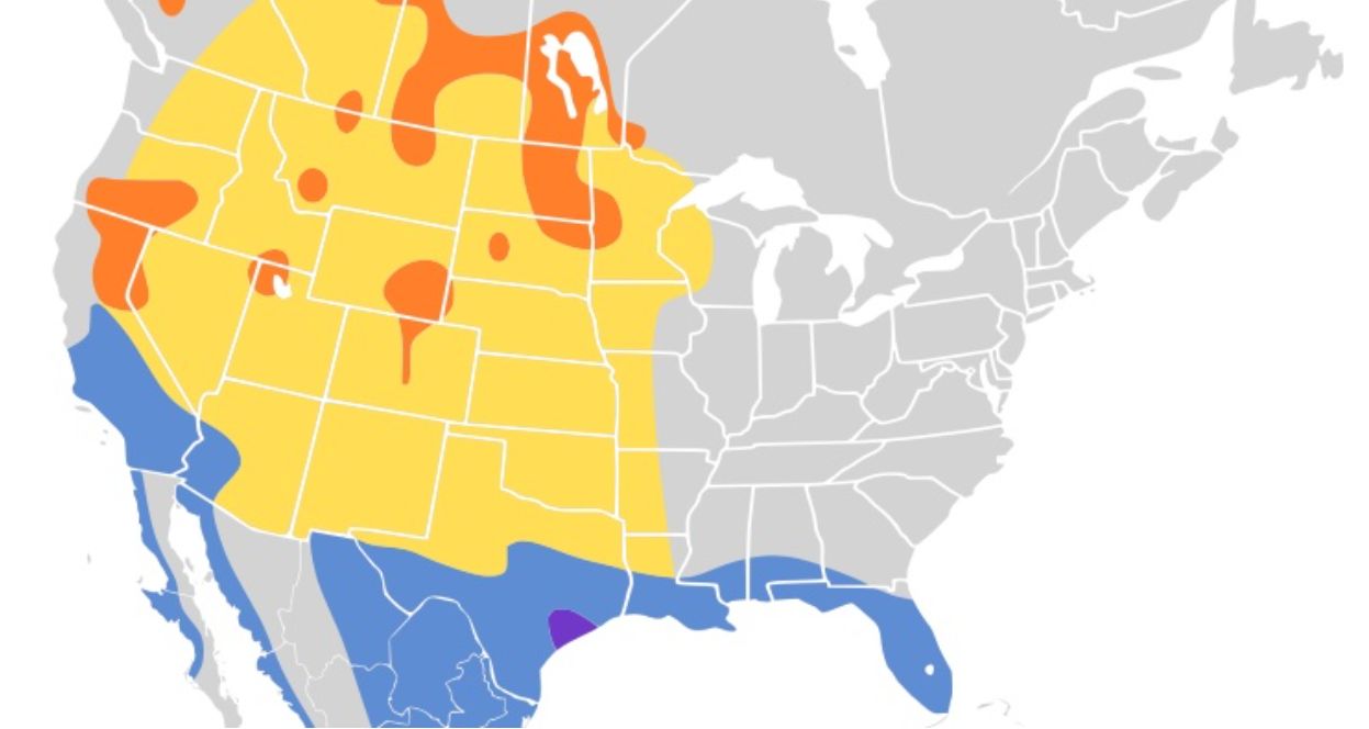 Pelly Pelican Jacobson Park
