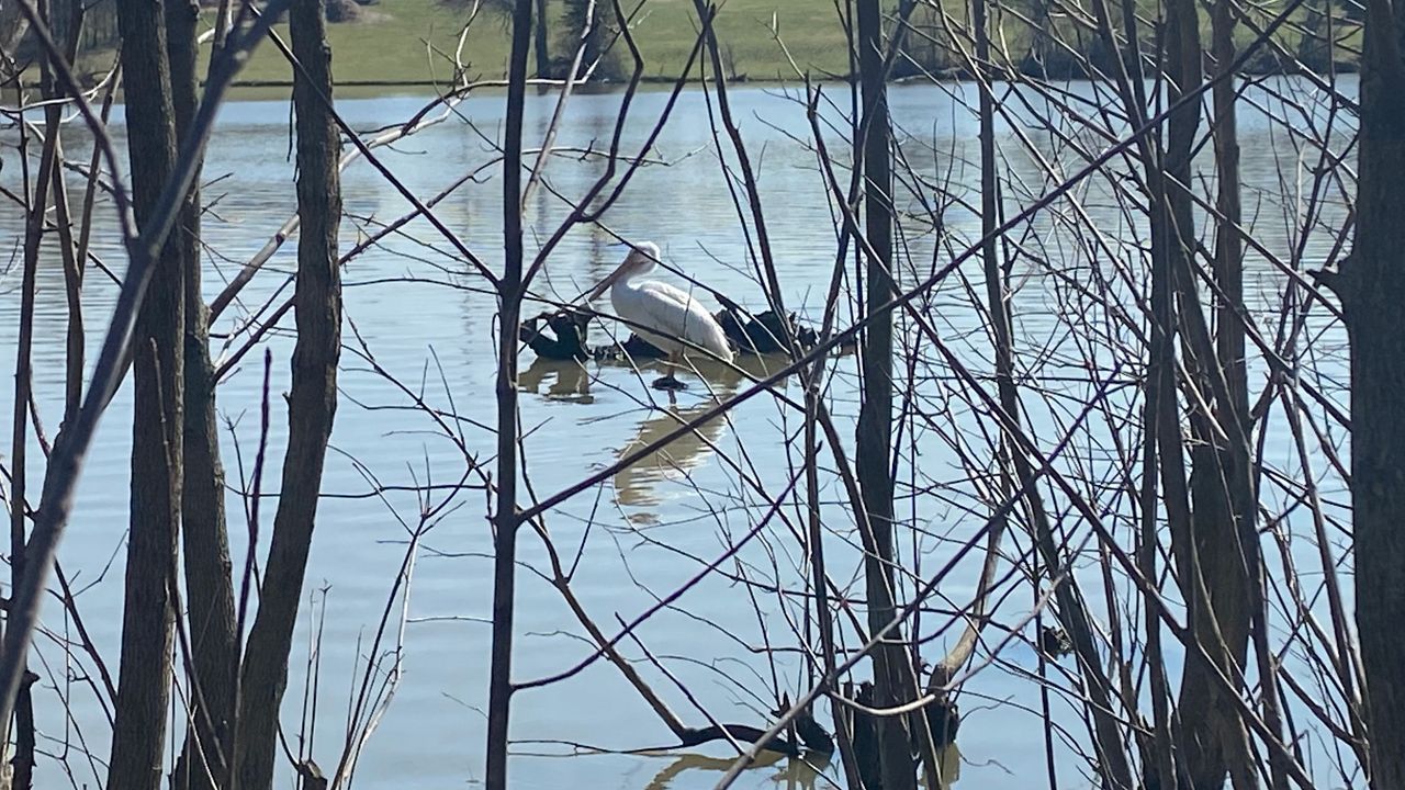 Pelly Pelican Jacobson Park