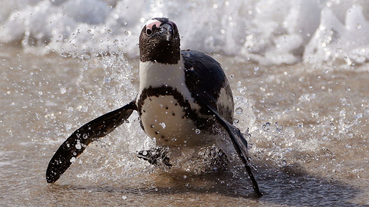 Future of African penguin is in peril, conservationists say