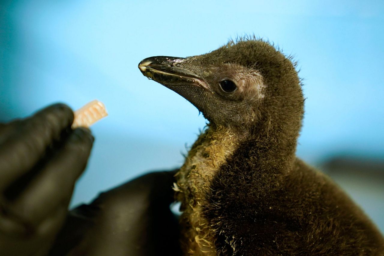 Chicago's Shedd Aquarium welcomes its first rockhopper penguin chick in ...