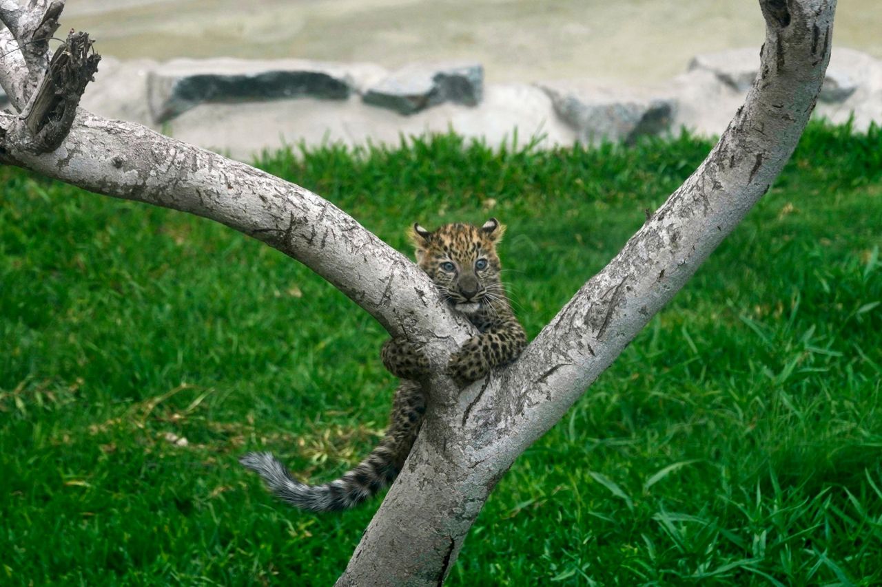 First leopard cubs born in captivity in Peru climb trees and greet ...