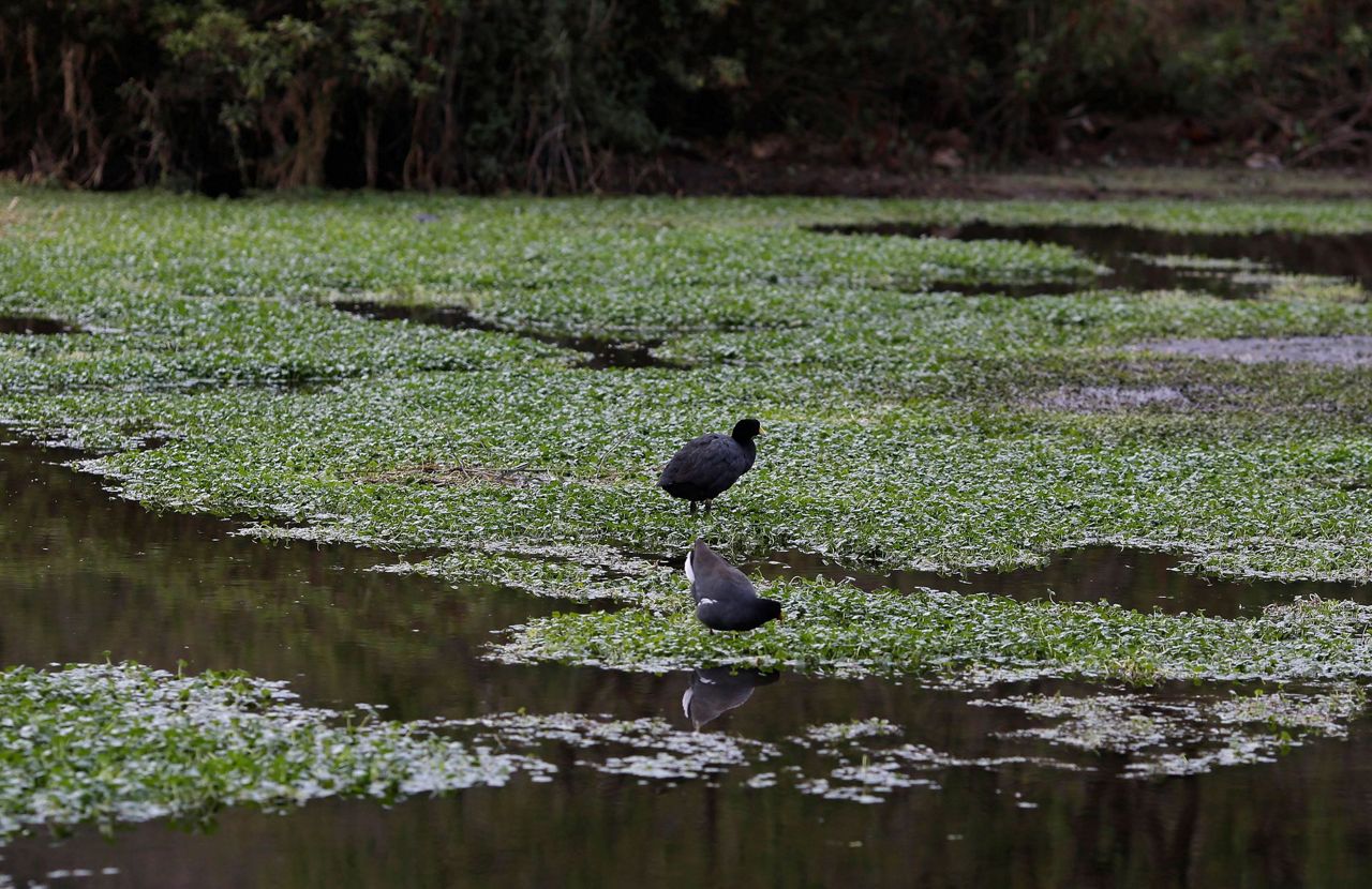 Magical film figures lure youth to explore Peruvian wetland