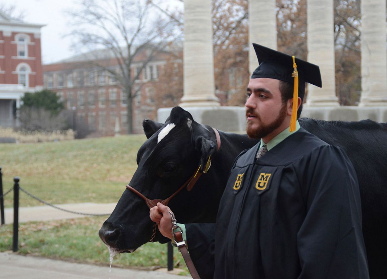 Cow steals spotlight at student's graduation photo shoot