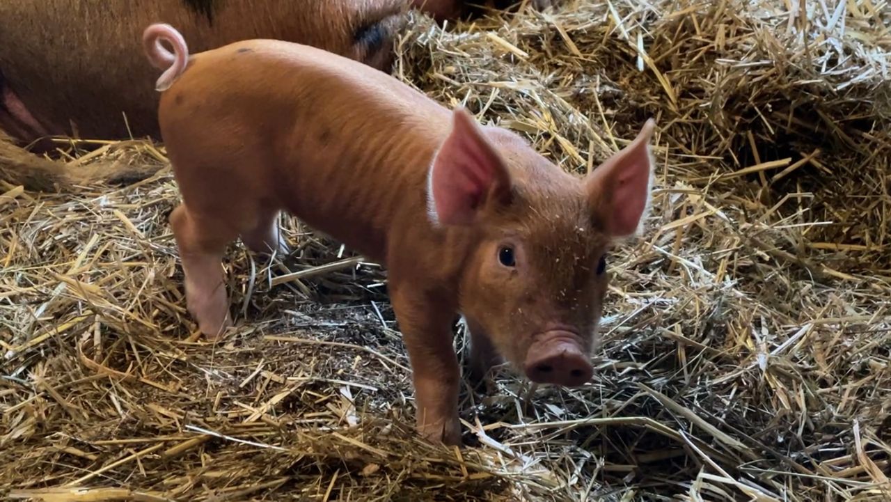 Baby Animal Festival start season for Hancock Shaker Village
