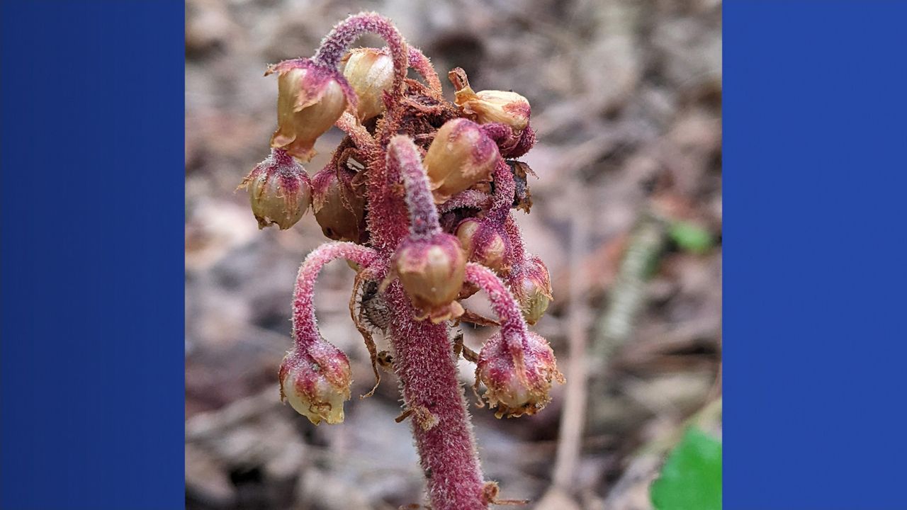 First pine-drops plant in Mass. found in Berkshire County