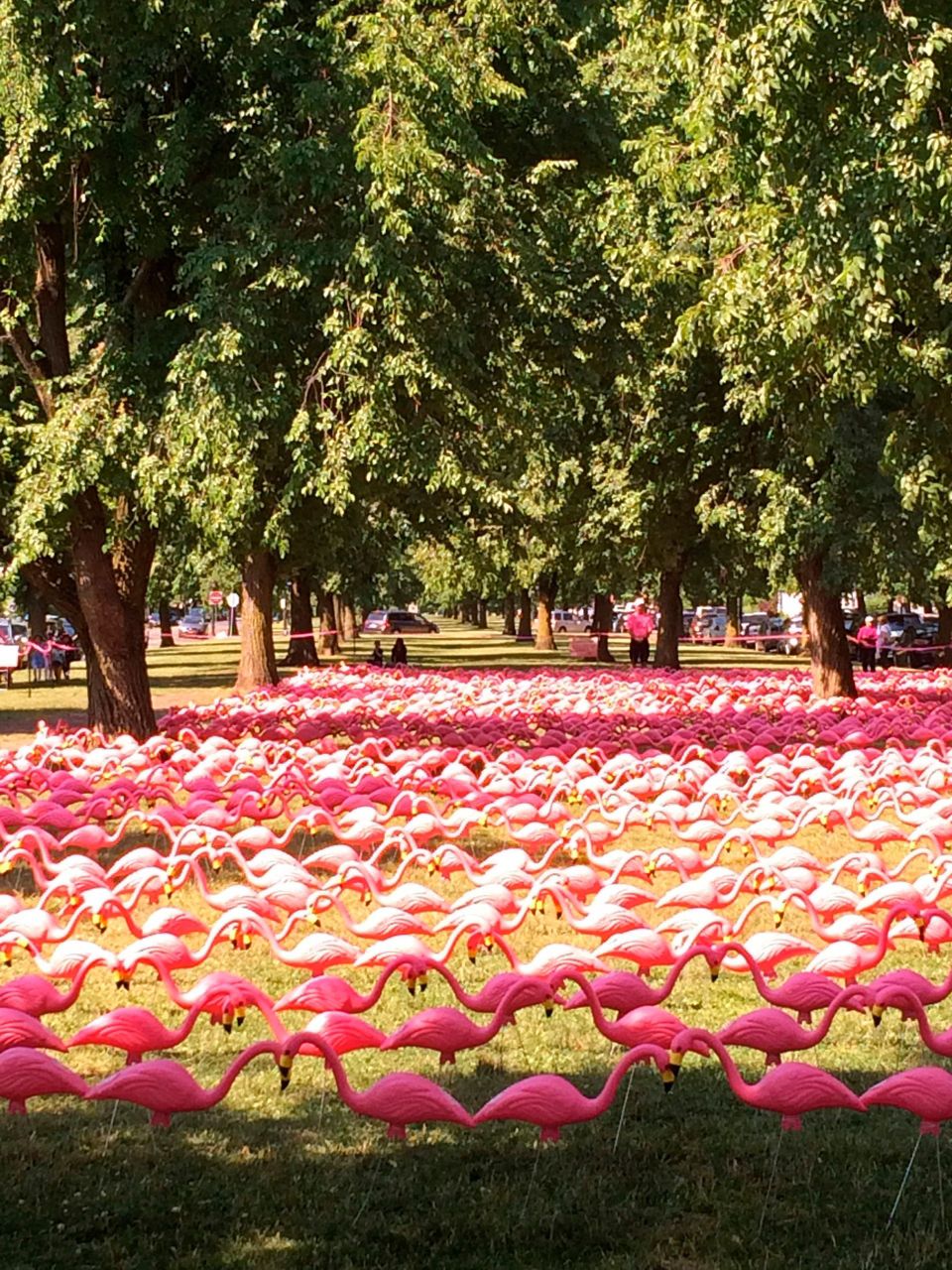 Park system celebrates 150 years with pink flamingo record