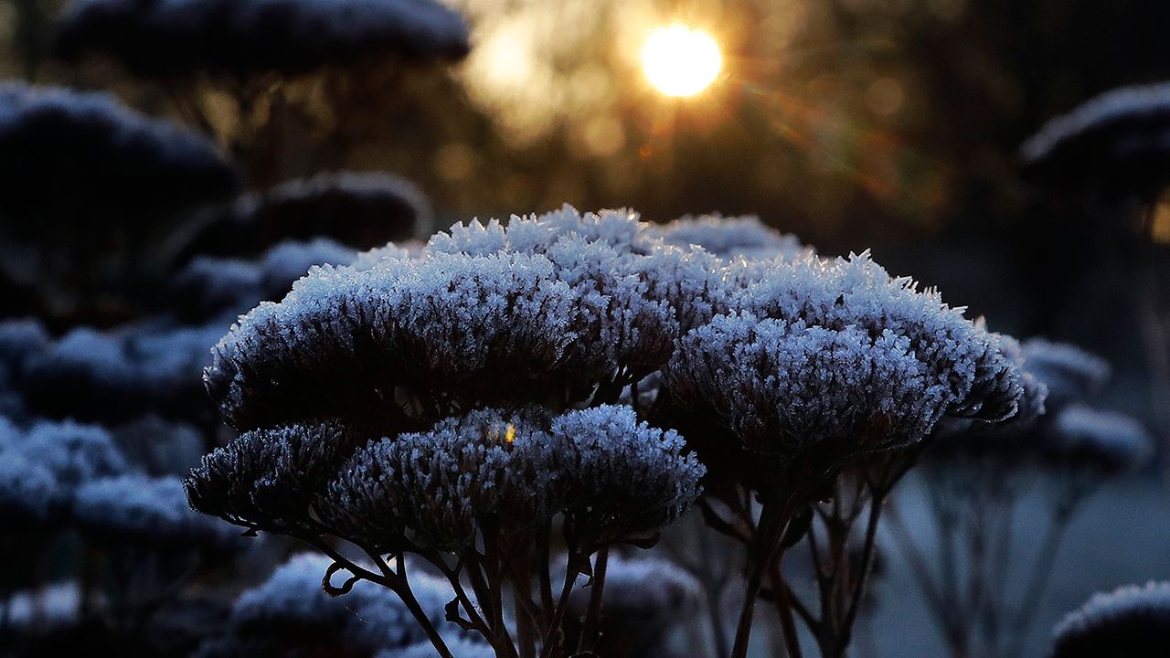 Protect Your Plants From a Spring Freeze